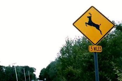 Avoiding Animals and Accidents | MMG Insurance