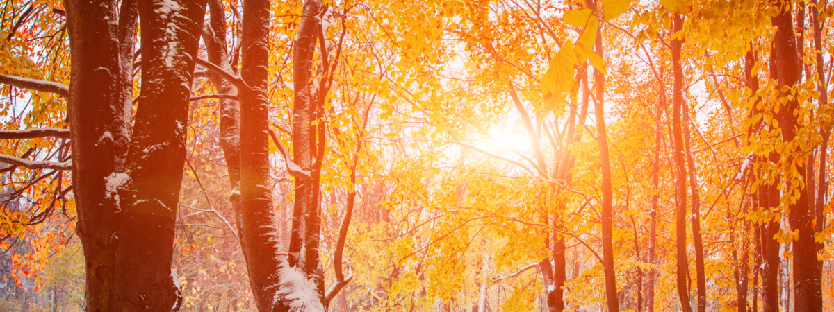 Home | MMG Insurance